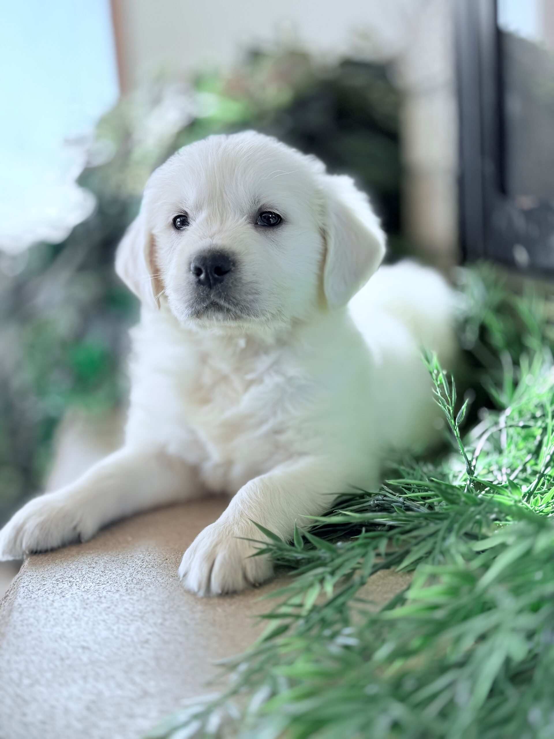 Cuddly Male Puppy - MN English Golden