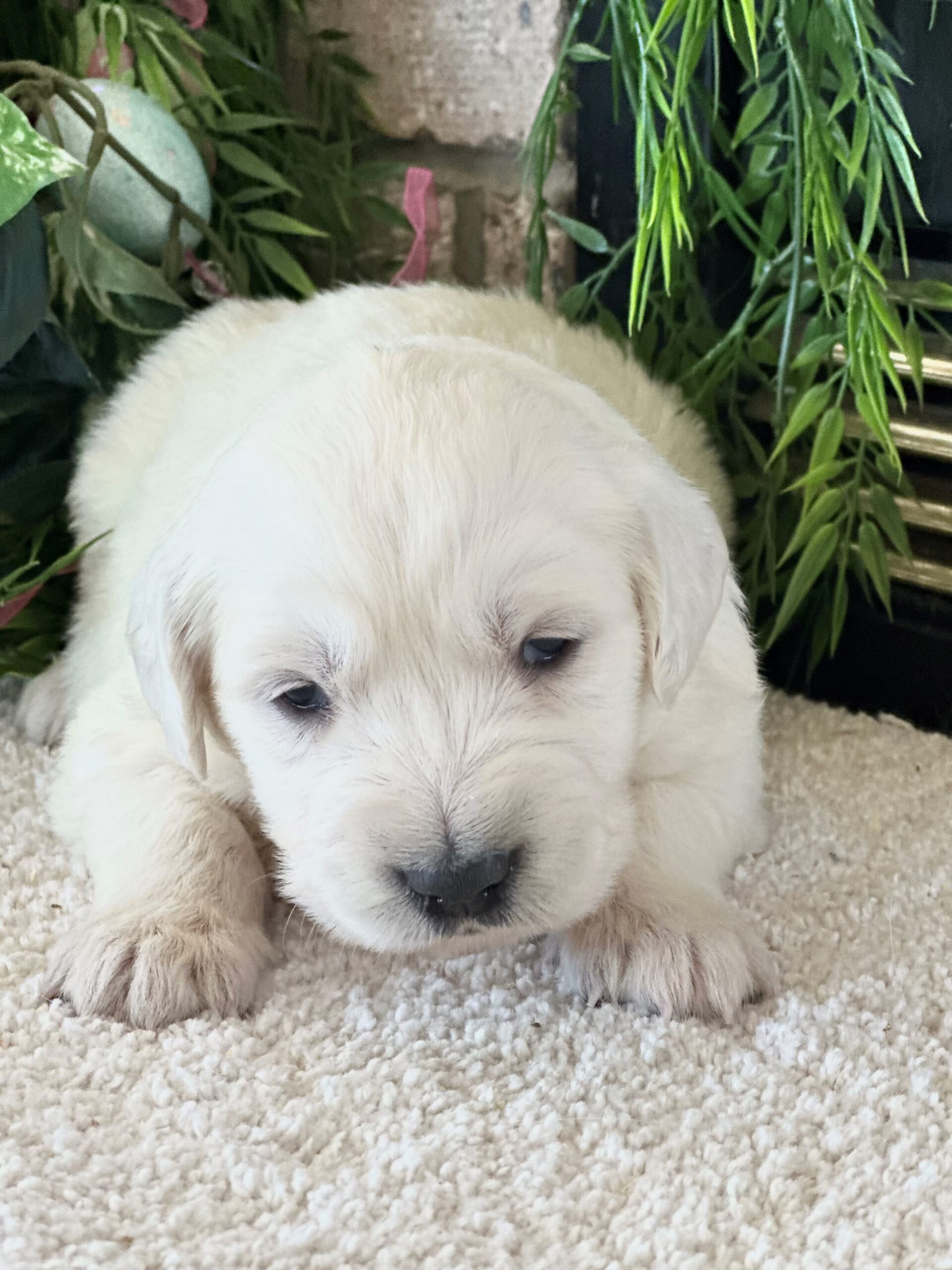 Gentle Male Puppy - MN English Golden