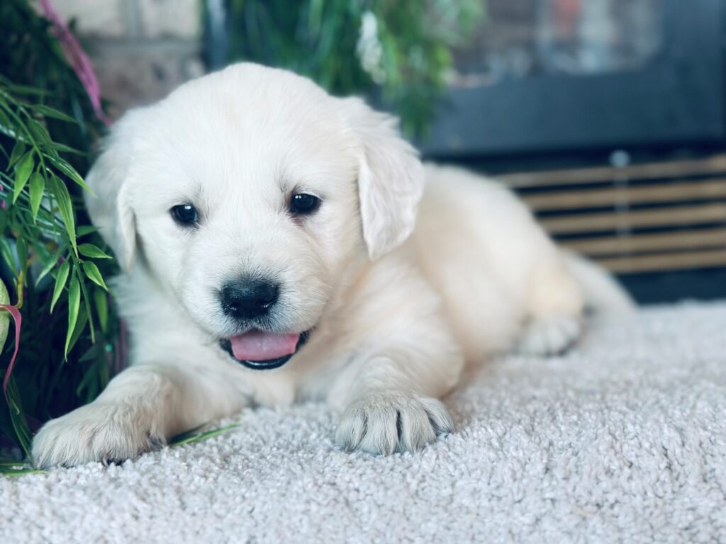 Cuddly Puppies - MN English Golden